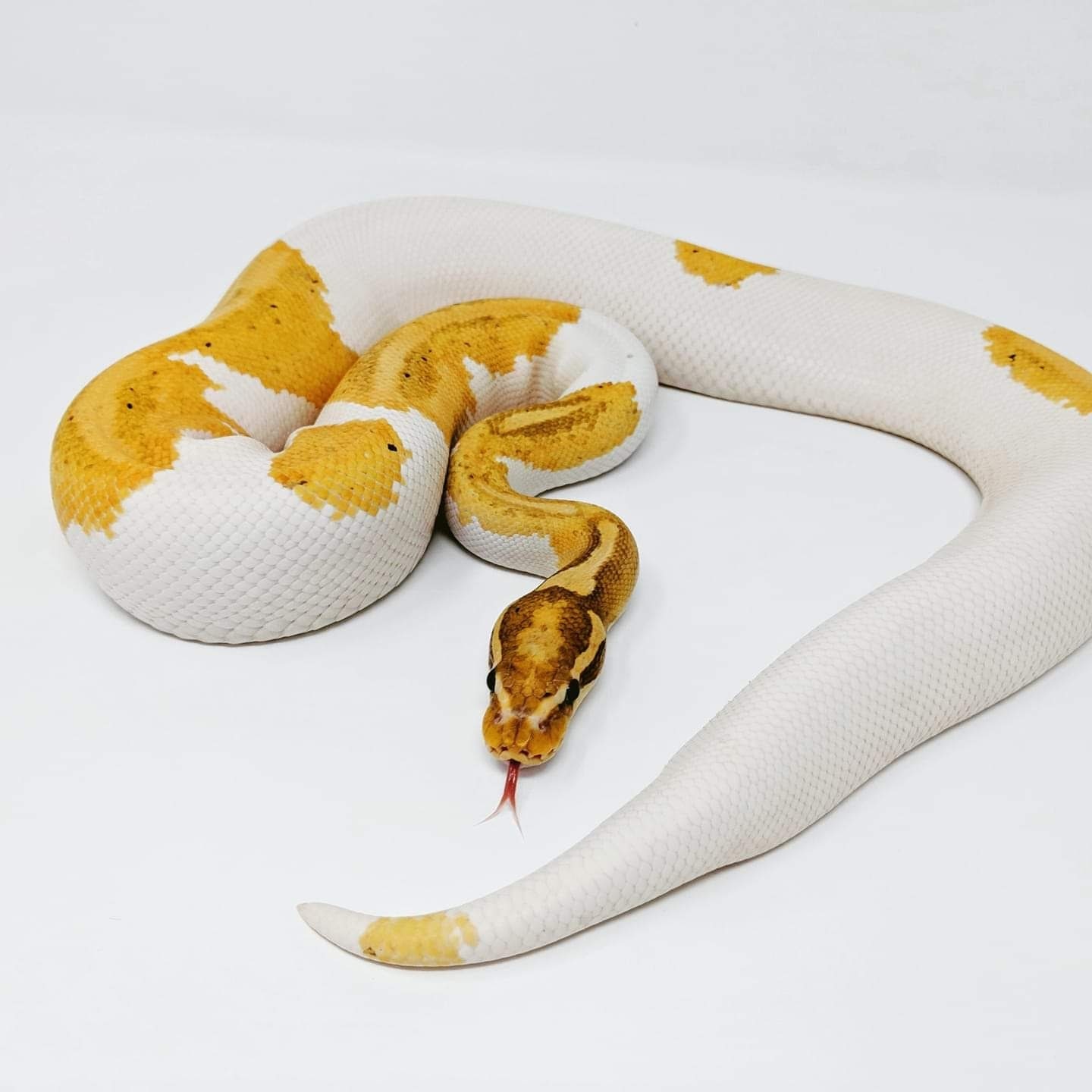Orange Dream, Banana, Yellow-Belly, Pied Het Albino Ball Python by ...