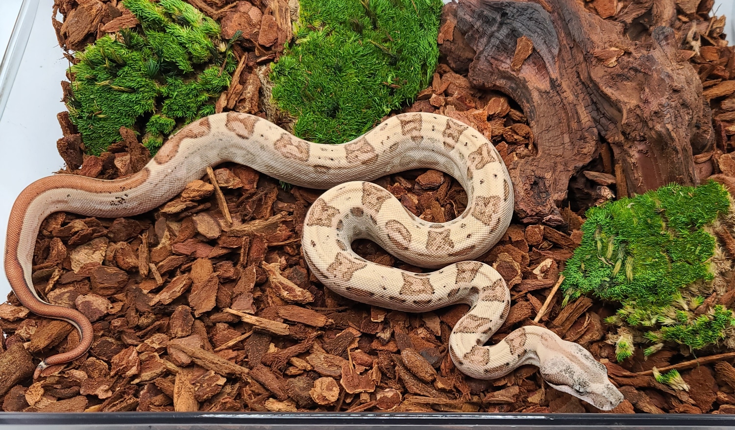 Motley Hypo Het Anery Pos Het VPI T Boa Constrictor by Snake City - MorphMarket