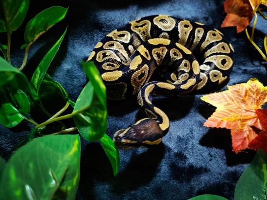 Phantom Ball Python by Blake’s snakes