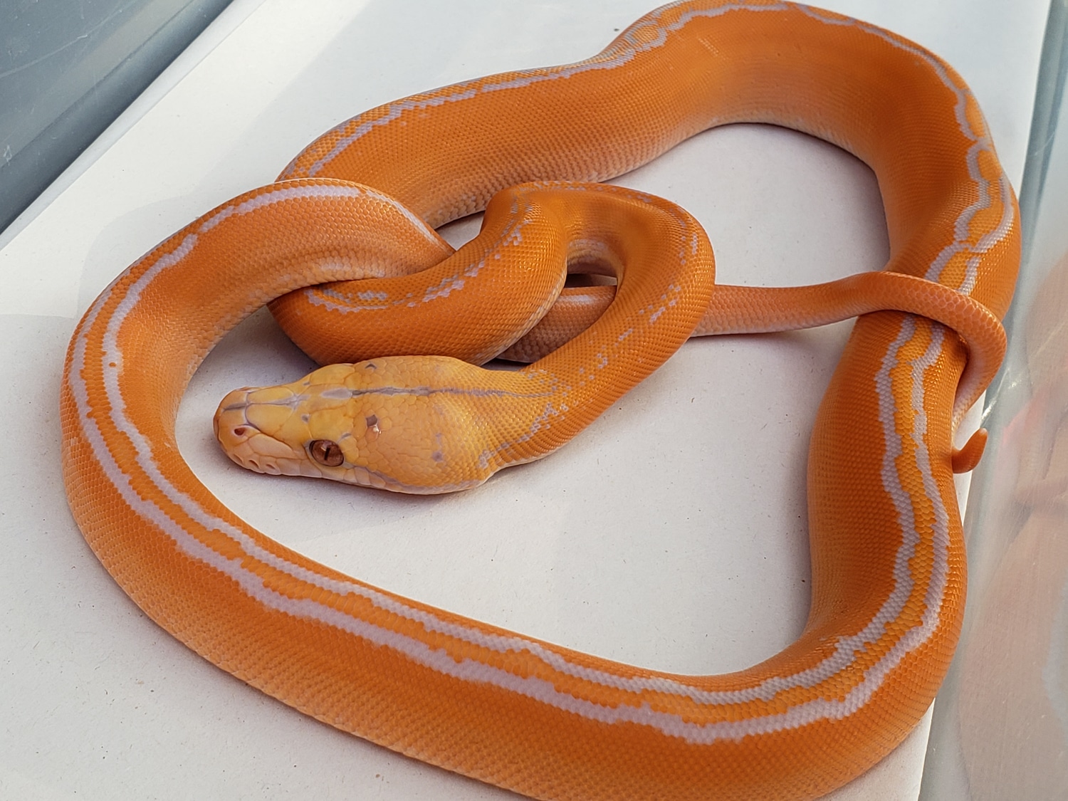 Lavender Albino Sunfire Goldenchild Reticulated Python by Blake Wilson ...