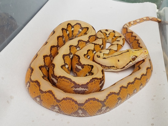 Platinum Orange Glow Reticulated Python by Blake Wilson Reptiles