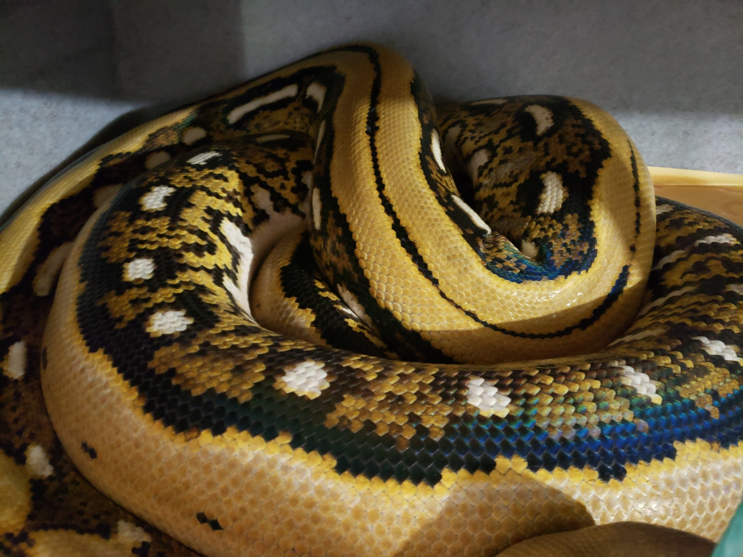 Tiger Het GHOST PIED Reticulated Python by Blake Wilson Reptiles ...