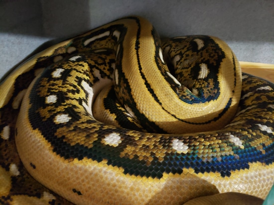 Tiger Het GHOST PIED Reticulated Python by Blake Wilson Reptiles