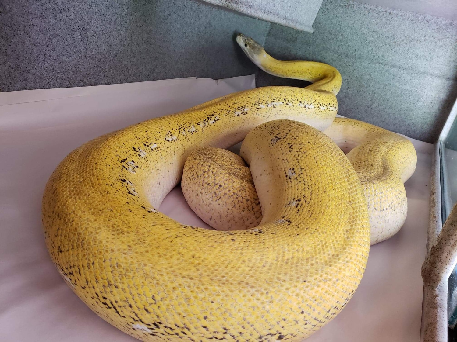 Goldenchild Ultra Ivory Reticulated Python by Blake Wilson Reptiles ...