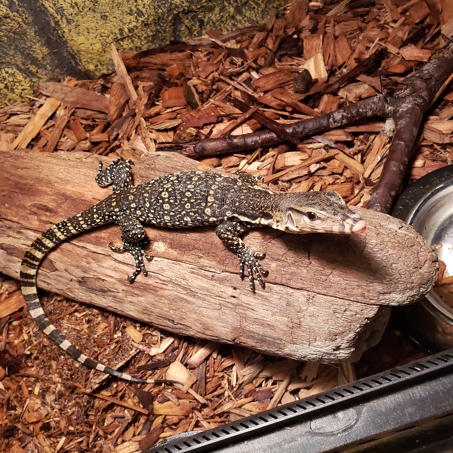 100% Het Black Dragon Water Monitor by Blake Wilson Reptiles - MorphMarket