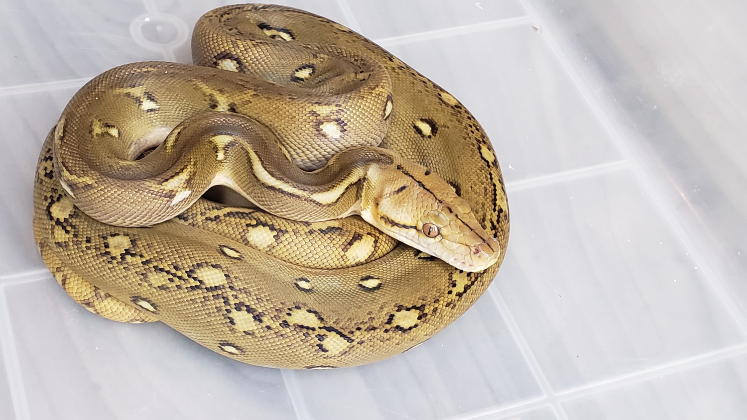 Phantom Sunfire Het Anthrax Reticulated Python by Blake Wilson Reptiles ...