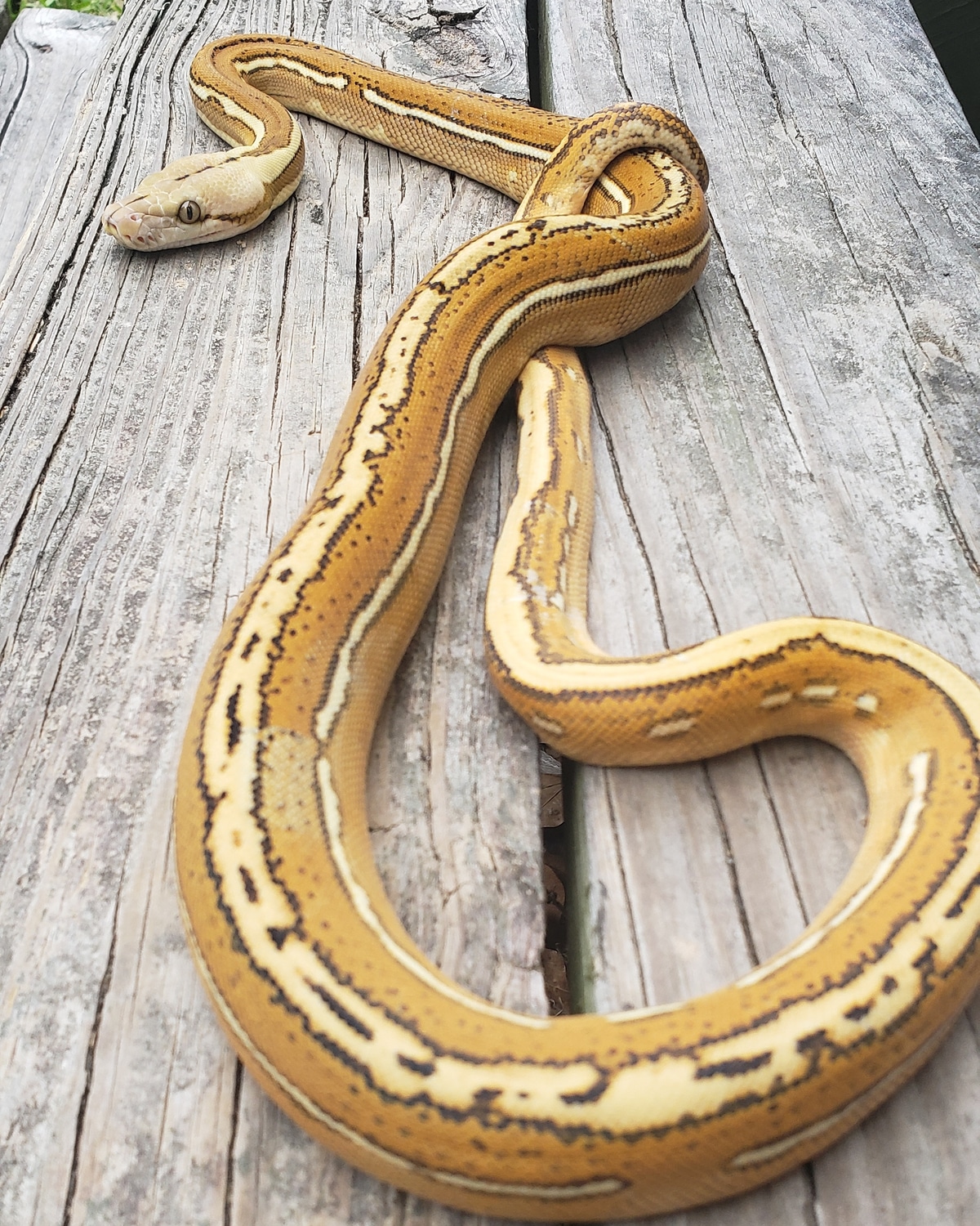 Orange Ghost Stripe Reticulated Python by Blake Wilson Reptiles ...