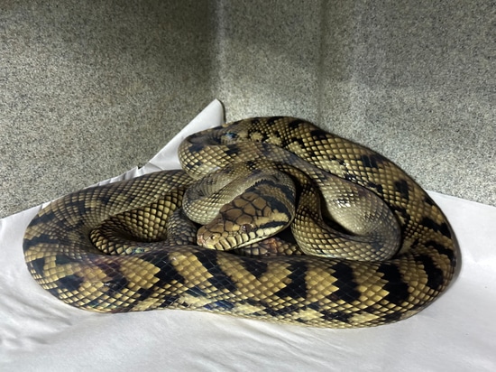 Sorong Scrub Python by Blake Wilson Reptiles
