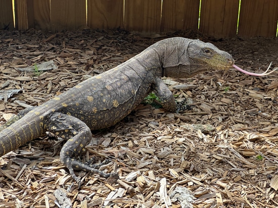 Croc Monitor Crocodile Monitor by Blake Wilson Reptiles