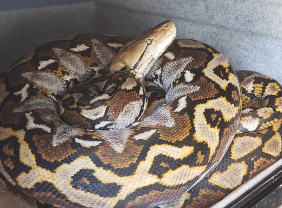 Sulawesi Retic Reticulated Python by Blake Wilson Reptiles