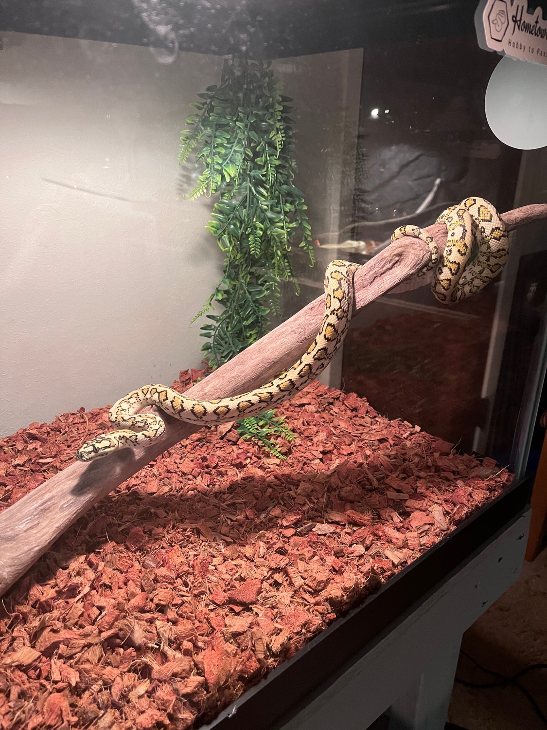 2018 Gamma Caramel Tiger Diamond Jaguar Carpet Python Other Carpet ...