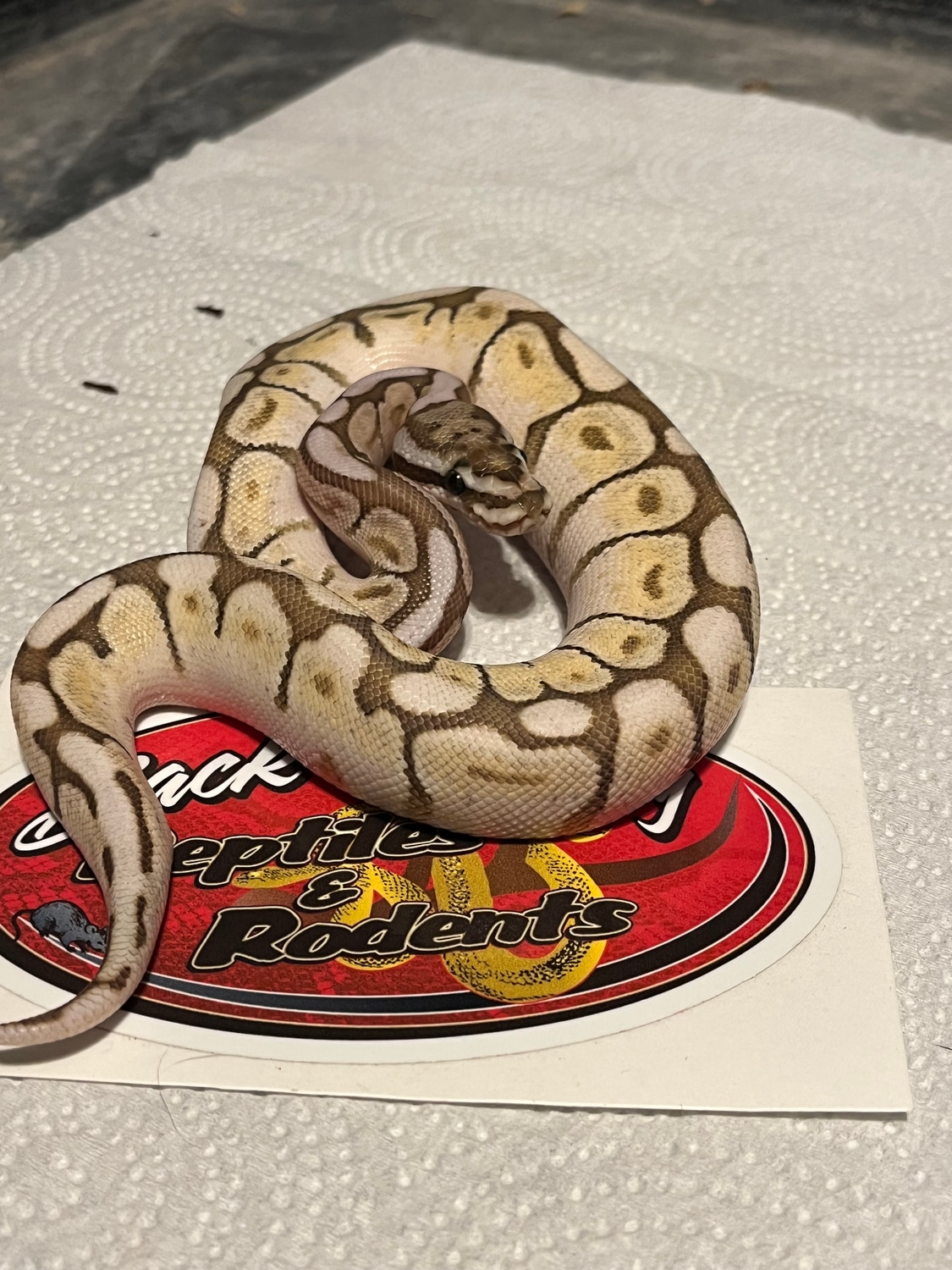 Queen Bee 100% Het Ghost Ball Python by Back Country Reptiles - MorphMarket
