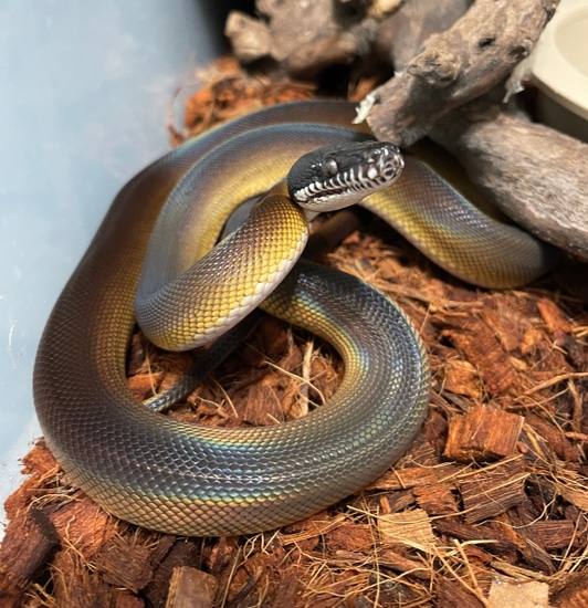 USCB Northern White Lipped Python White-Lipped Python by MidWest Scales