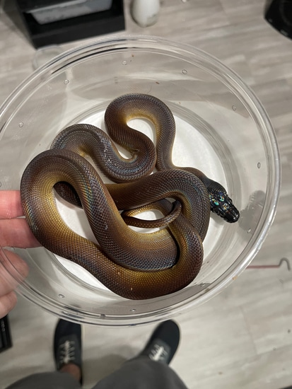 2019 Female Northern White Lipped Python White-Lipped Python by MidWest ...
