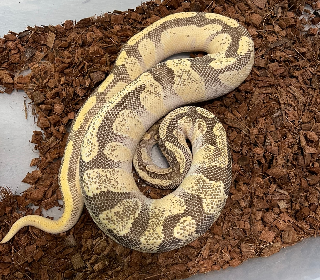 Proven Orange Dream Enchi Fire Ball Python by MidWest Scales - MorphMarket