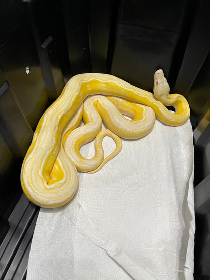 Dwarf Amel Motley Sunfire Reticulated Python by MidWest Scales