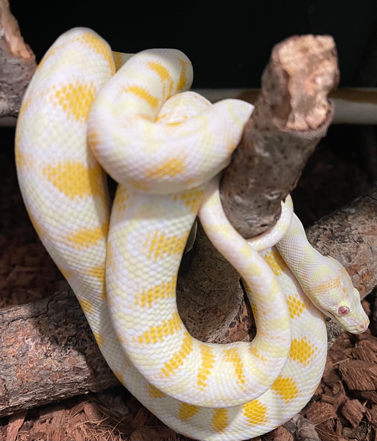 2020 Albino Darwin Carpet Python by MidWest Scales - MorphMarket