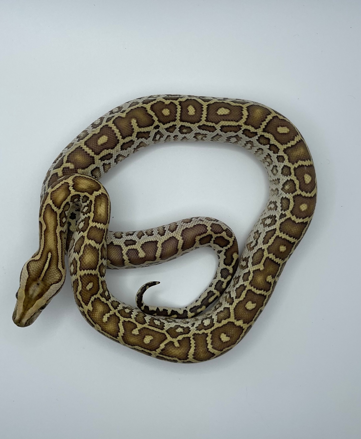 Hypo 100% Het Albino Poss Het Green/Granite Burmese Python by MidWest ...