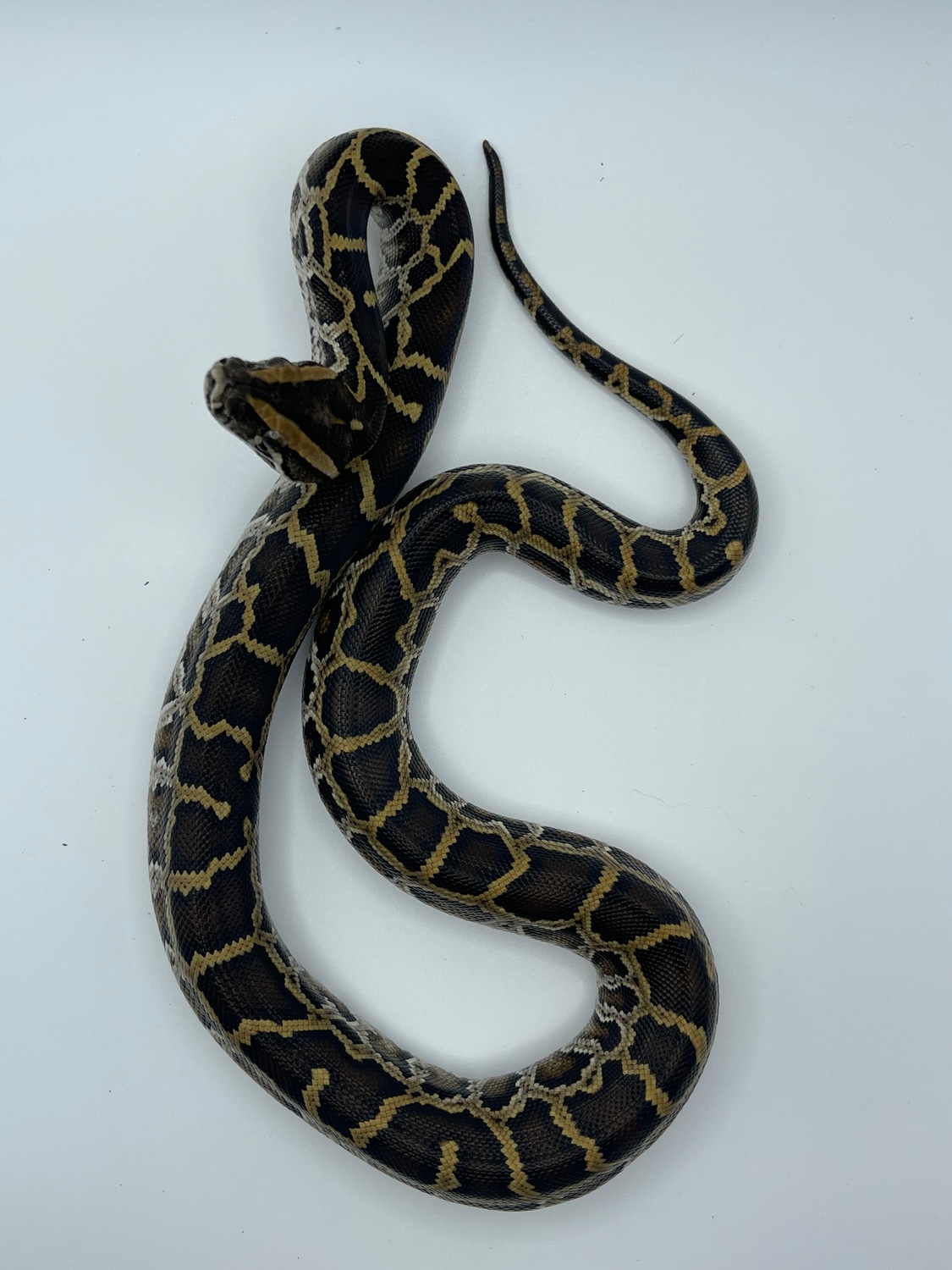 Normal 100% Het Albino Poss Het Green And Granite Burmese Python by ...