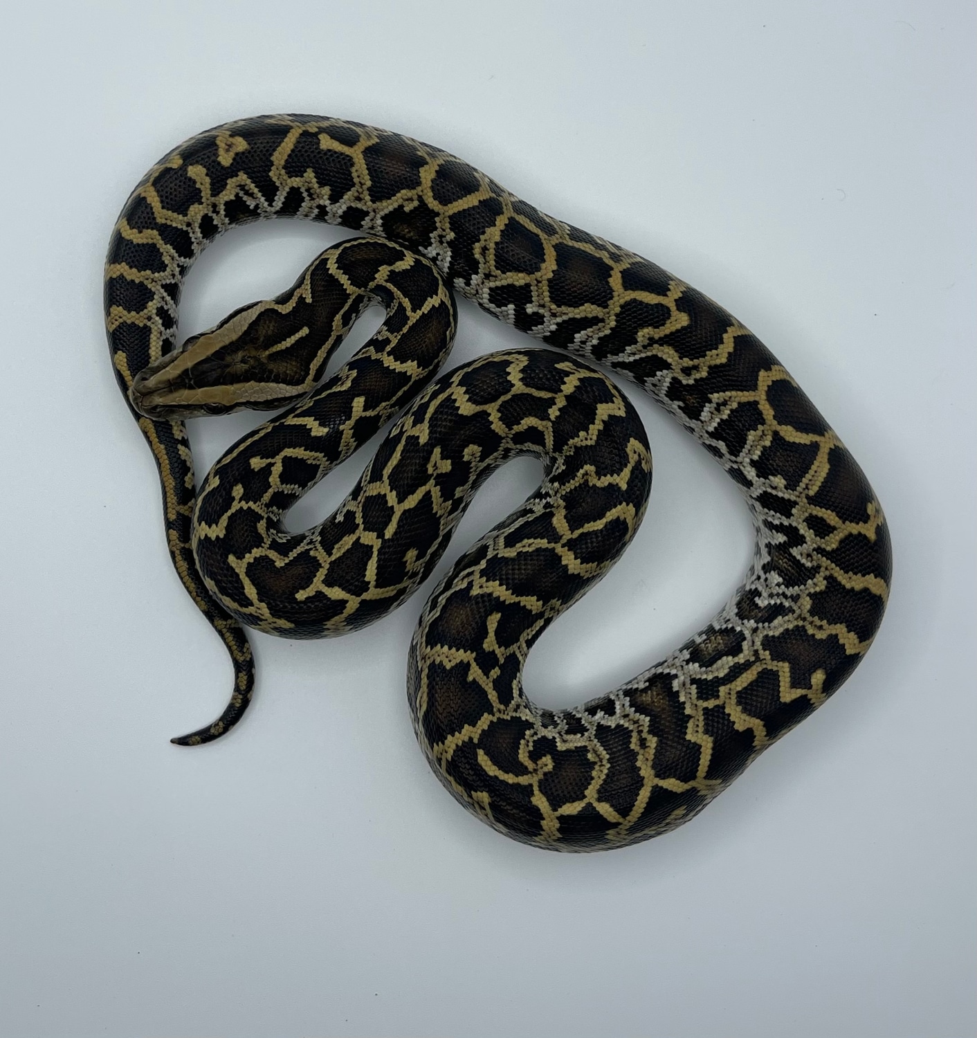 100% Het Albino Poss Het Green And Granite Burmese Python by MidWest ...