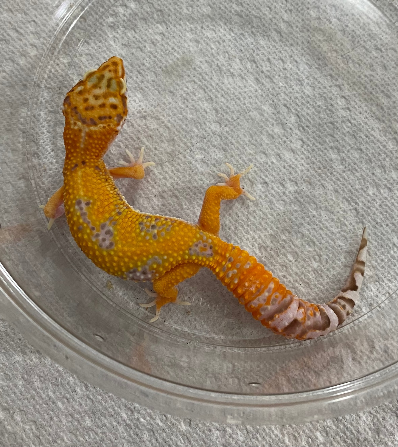 Giant Tangerine (Blood/Mandarin Cross) Bell Albino Ph Eclipse Leopard Gecko by MidWest Scales ...