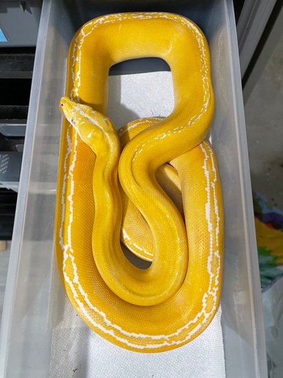 SALE!! With Free Shipping 50% Kalaotoa Super Dwarf White Phase Platinum ...