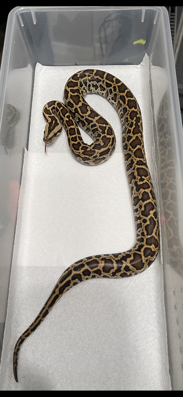 Normal 100% Het Albino Burmese Python by MidWest Scales - MorphMarket