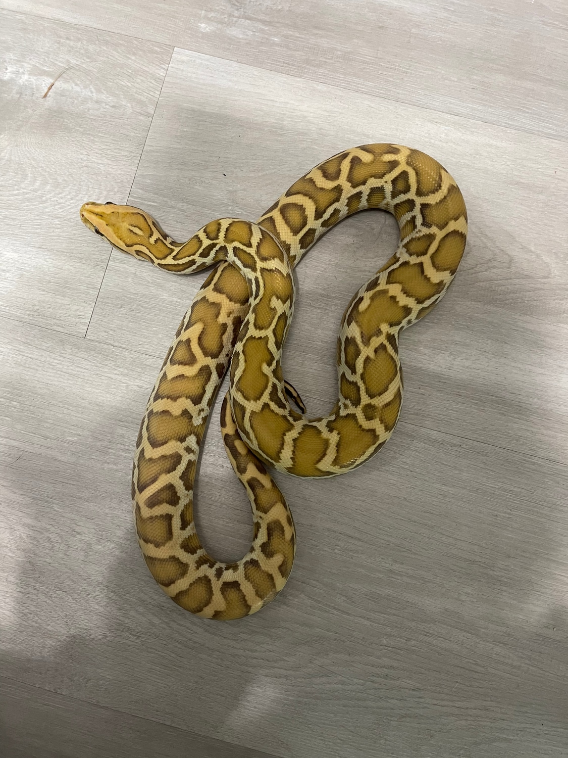 Gulf Coast Caramel 66% Het Granite Burmese Python by MidWest Scales ...