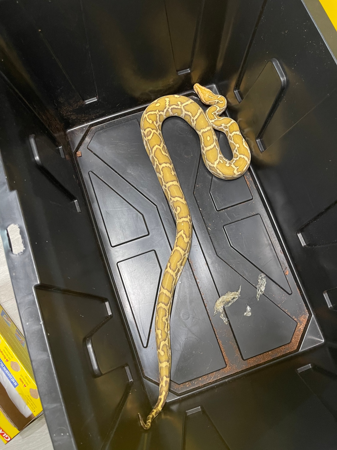 Gulf Coast Caramel Burmese Python by MidWest Scales - MorphMarket