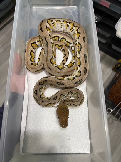 Free Shipping!!! Jaguar Het Purple Or Caramel Reticulated Python by ...