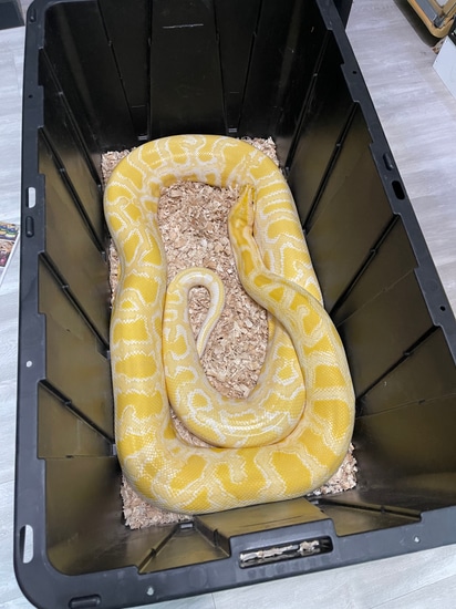 11’ Proven Breeder Albino Burmese Python by MidWest Scales