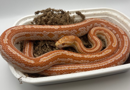 Free Shipping!!! Proven Breeder Amel Tessera Multi Het Corn Snake by ...