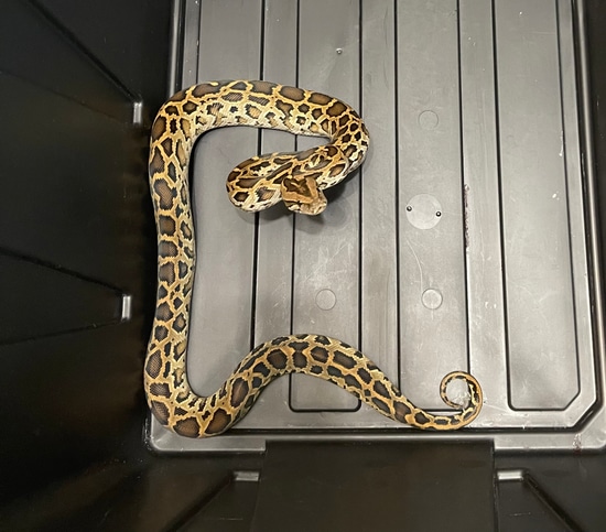 Free Shipping!!100% Het Albino Poss Het Granite Burmese Python by ...