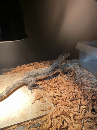 Free Shipping!! Obi Locality Water Monitor by MidWest Scales