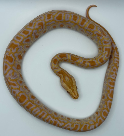 Free Shipping!! Albino 100% Het Granite Burmese Python by MidWest Scales