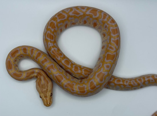 Free Shipping!! Albino Het Granite Burmese Python by MidWest Scales