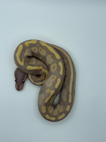 Free Shipping!! Funky Banana YB Ball Python by MidWest Scales