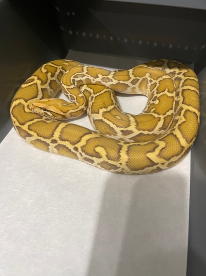 Free Shipping!!! Gulf Coast Caramel Burmese Python by MidWest Scales