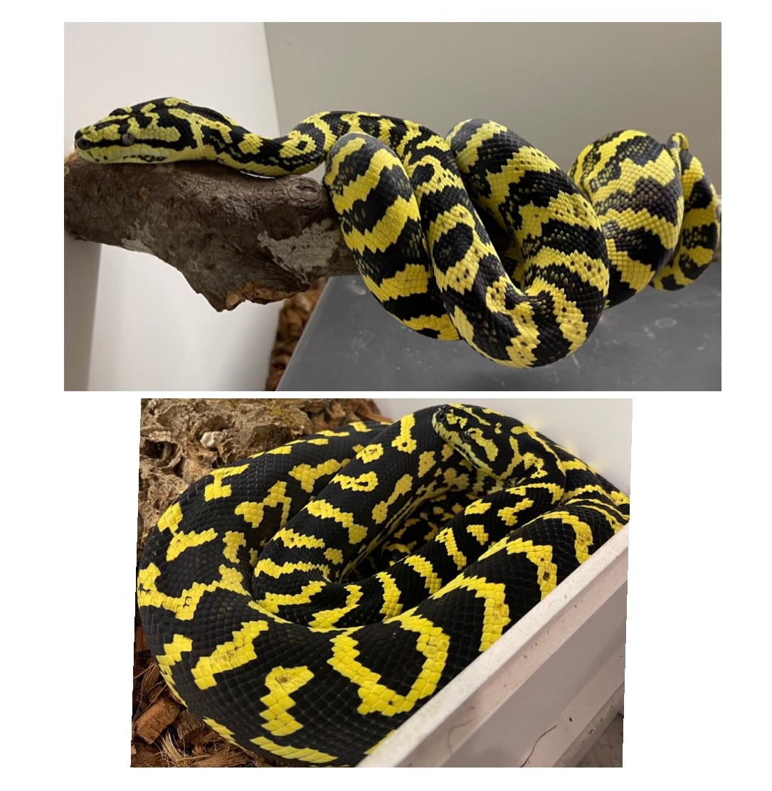 Free Shipping!!! WOW X Hamper/Lazik/HH Jungle Carpet Python by MidWest ...