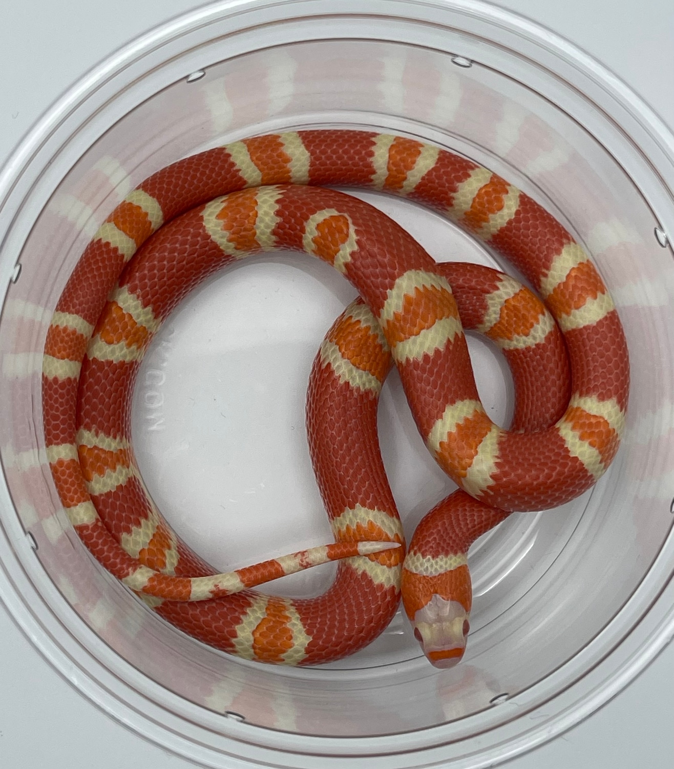 Tangerine Albino Honduran Milk Snake by MidWest Scales - MorphMarket