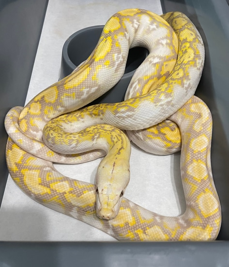 Free Shipping!! 50% Kalaotoa 12.5% Jampea Purple Ph Snow Reticulated ...