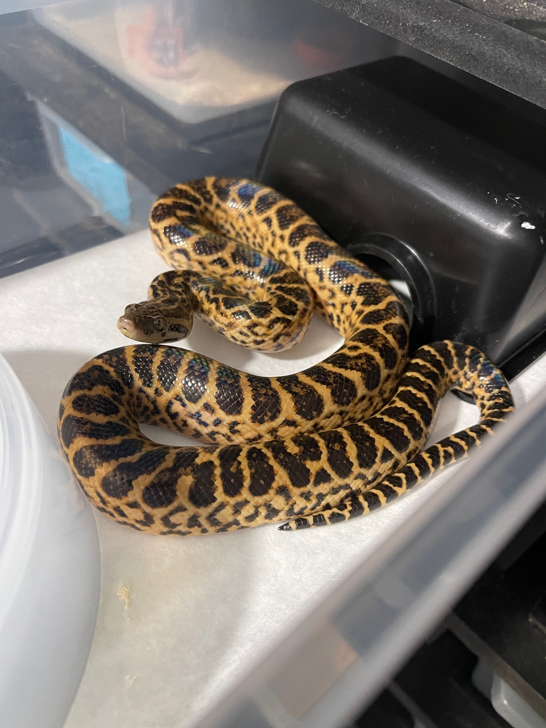 Free Shipping!! Yellow Anaconda by MidWest Scales - MorphMarket