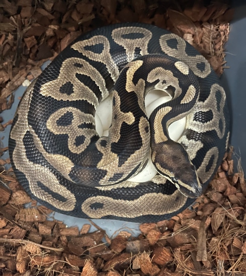 Proven Breeder Female Package Deal!! Ball Python by MidWest Scales