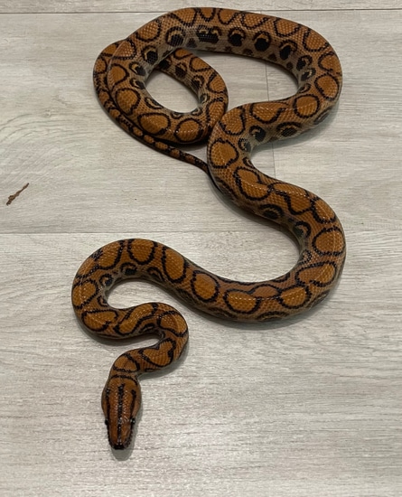 Free Shipping!! 2022 Female BRB Brazilian Rainbow Boa by MidWest Scales