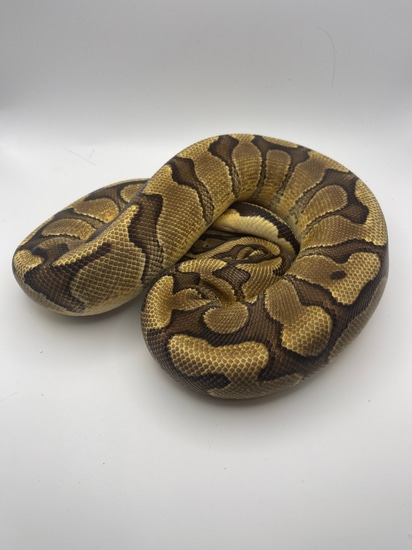 950g Enchi Red Stripe Yellow Belly Het Clown Ball Python by MidWest Scales