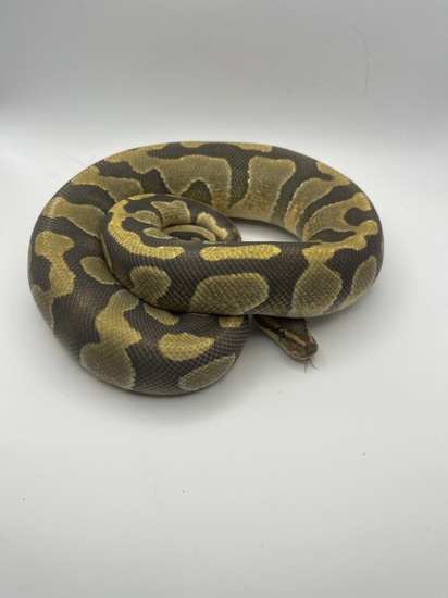 Proven Breeder Enchi Chocolate Hypo 100% Het Desert Ghost Ball Python ...