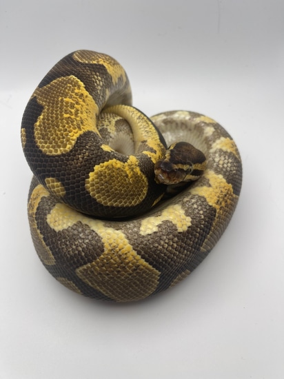 NO RESERVE!! 640g Enchi Yellow Belly Or Asphalt Ball Python by MidWest ...