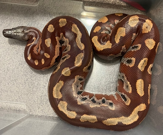 Free Shipping!! RED!!! LyLy X Marter Blood Python by MidWest Scales