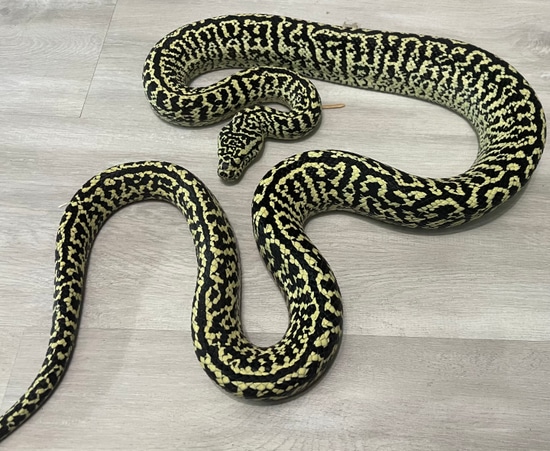 2018 WOW Line Zebra Jungle Carpet Python by MidWest Scales