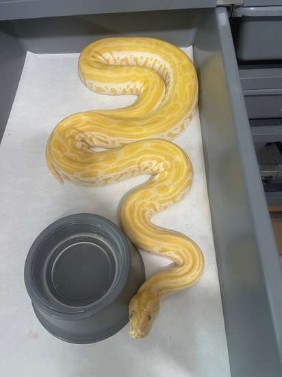 Free Shipping!! RTB Pearl Labyrinth Burmese Python by MidWest Scales